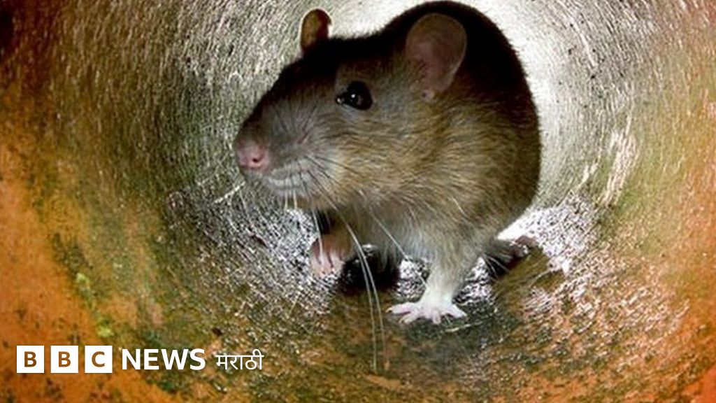 उपासमारीमुळे ते उंदीर, हाडं, माती खाऊन जिवंत राहण्याचा प्रयत्न करत आहेत ...