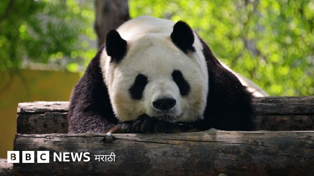 आरोग्य: आळशी असण्याचे हे फायदे तुम्हाला माहीत आहेत का? - BBC News मराठी