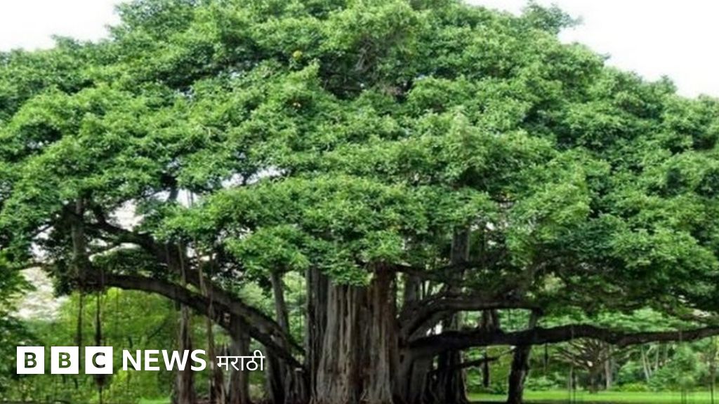 सांगली वटवृक्ष वाचवा मोहीमेला यश, 400 वर्षं जुनं झाड वाचलं - BBC News मराठी