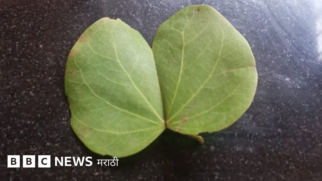 दसऱ्याला 'सोनं' म्हणून आपट्याची पानं का लुटतात? या झाडाचं महत्त्व काय ...
