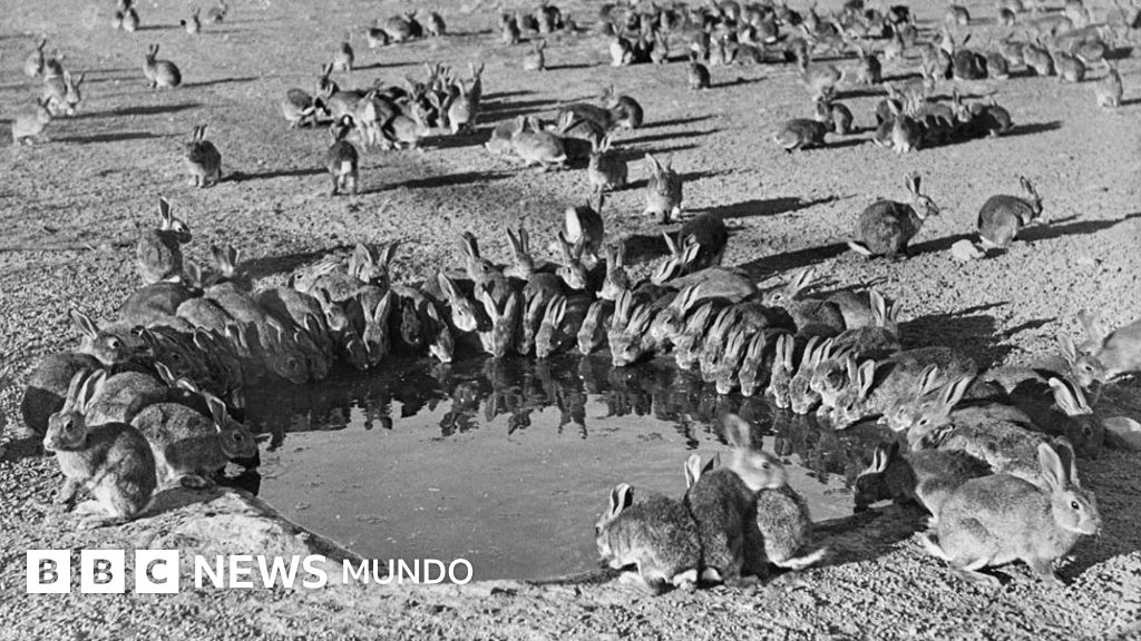 Mixomatosis, la enfermedad que el gobierno australiano importó de ...