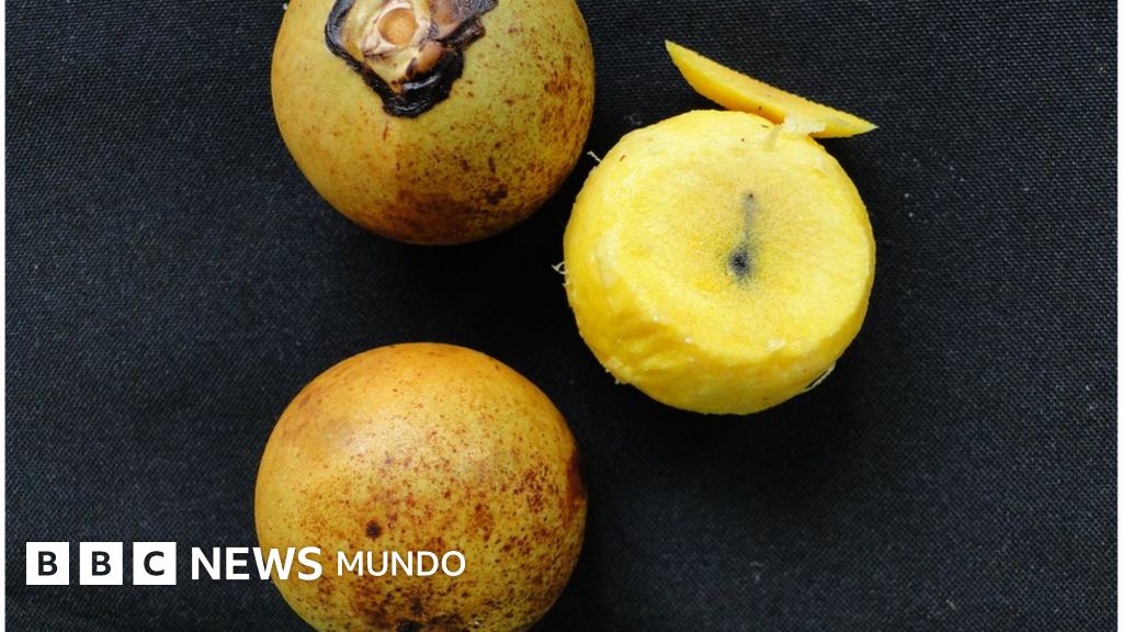 El coyol, la palmera que se perfila como el nuevo "oro verde" en Brasil ...