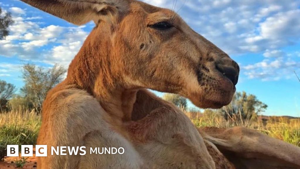 Muere Roger, "el canguro culturista" que se hizo famoso por ser enorme ...