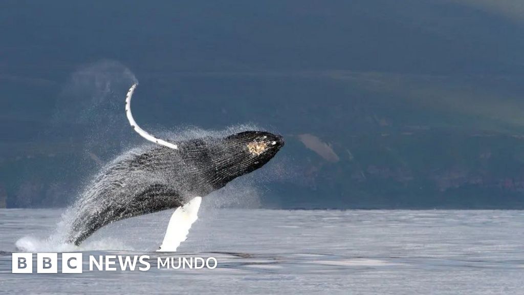 Científicos descifran el misterio de cómo las ballenas cantan debajo del agua - BBC News Mundo