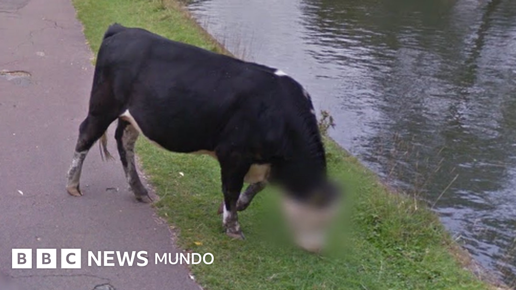 La vaca a la que se le reconoció su derecho a la privacidad en el ...