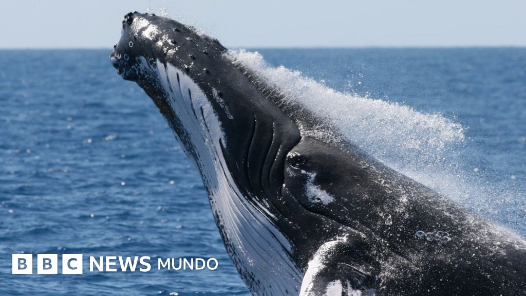 Cómo fue descubierto el estremecedor canto de las ballenas hace 50 años ...