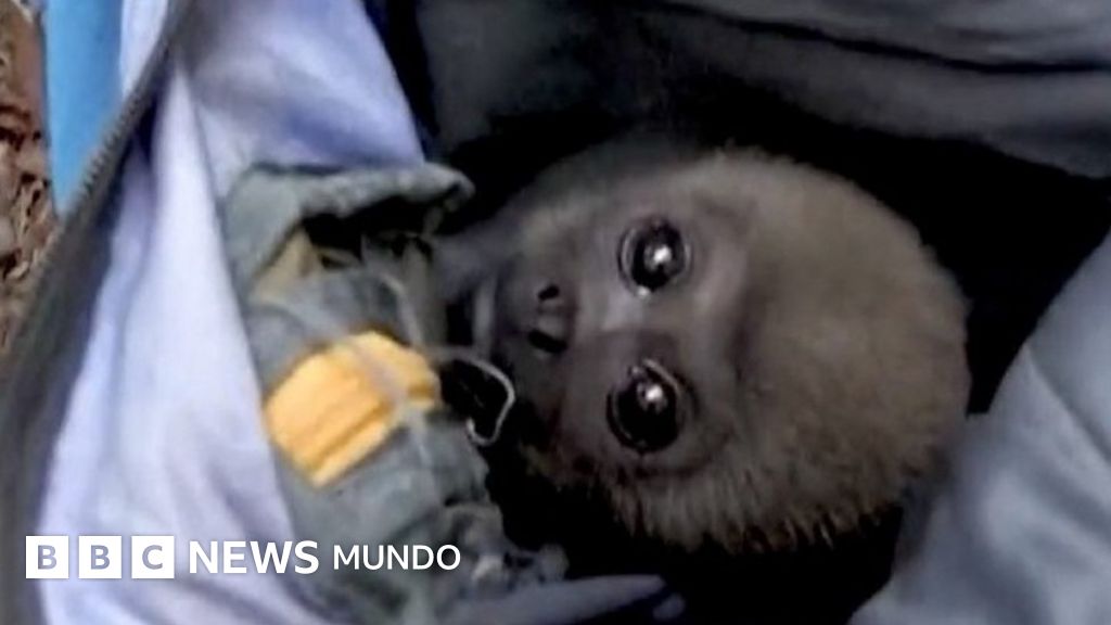 El hombre que salva monos en la Amazonía colombiana - BBC News Mundo