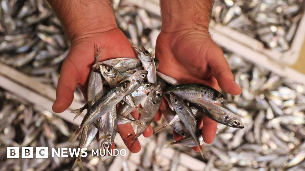 "Estamos consumiendo pescado contaminado por los residuos electrónicos ...