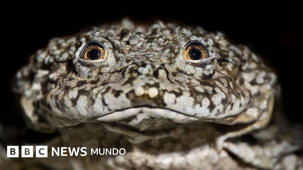 Lago Titicaca: la extraordinaria misión científica para salvar la rana ...