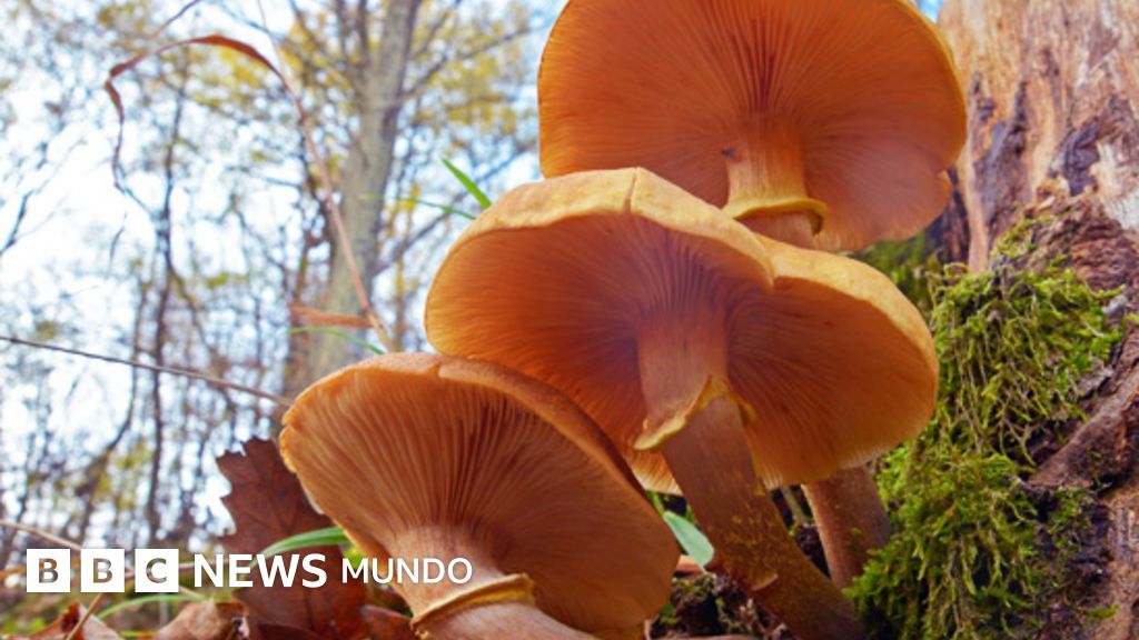 El hongo subterráneo de 2.500 años que es más grande que 100 canchas de ...