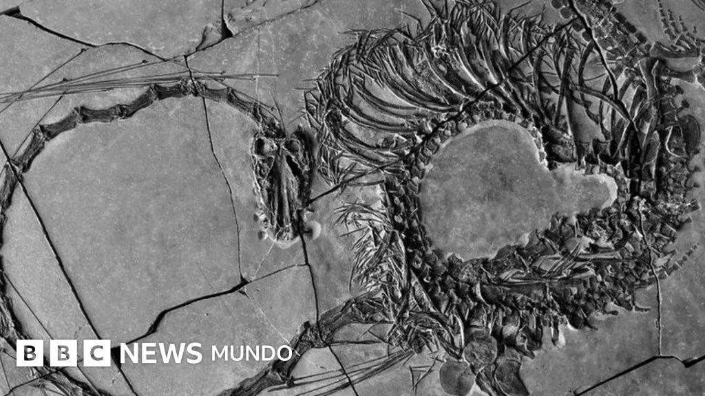 El espectacular fósil de un dinosaurio “dragón” de 240 millones de años ...