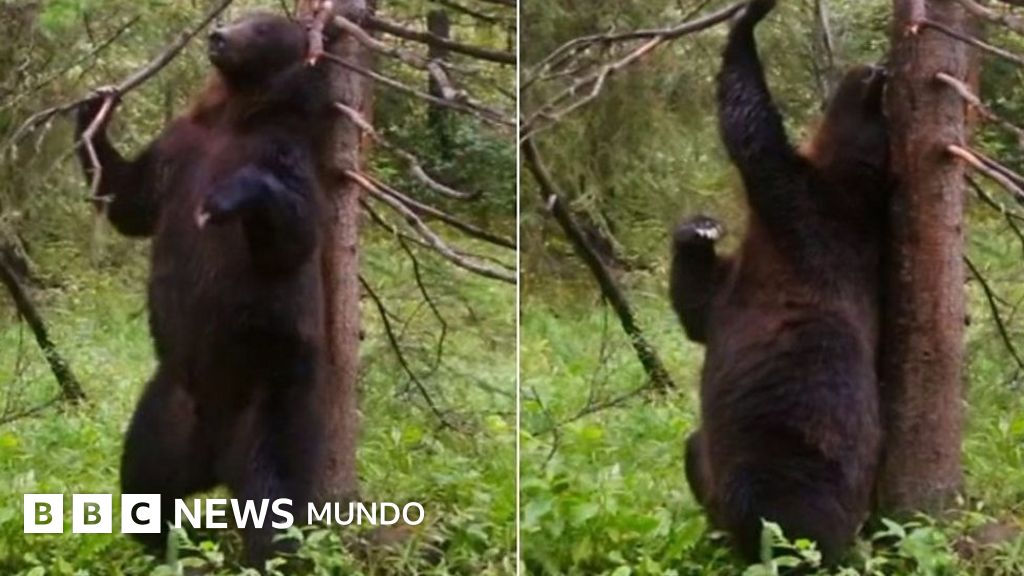 El baile sensual de un oso en la serie Planeta Tierra II que nos hizo reír en 2016 - BBC News Mundo