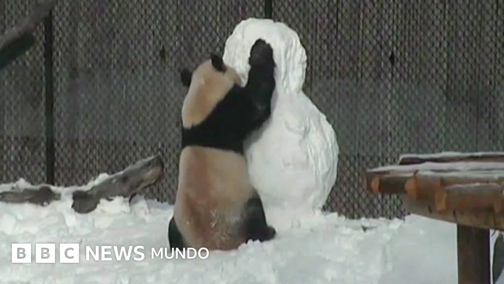 La divertida lucha de un oso panda con un muñeco de nieve - BBC News Mundo