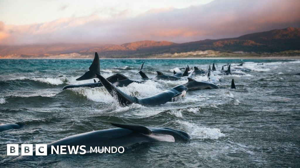 "Nunca olvidaré sus gritos": el testimonio de la joven que descubrió ...