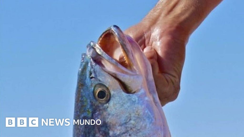 El potente sonido de un pez mexicano que puede dejar sordas a otras ...