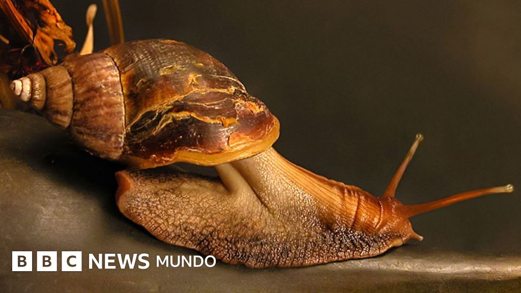 El Mundo Del Caracol , Caracol: Tipos, Hábitat y Curiosidades – YLEAV