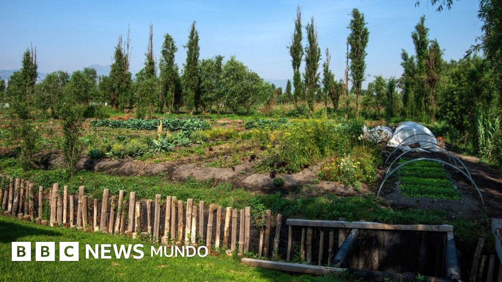 Las ingeniosas granjas flotantes inventadas por los aztecas que siguen ...