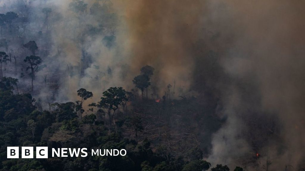 Incendios en el Amazonas: ¿qué preguntas tienes sobre los fuegos que ...