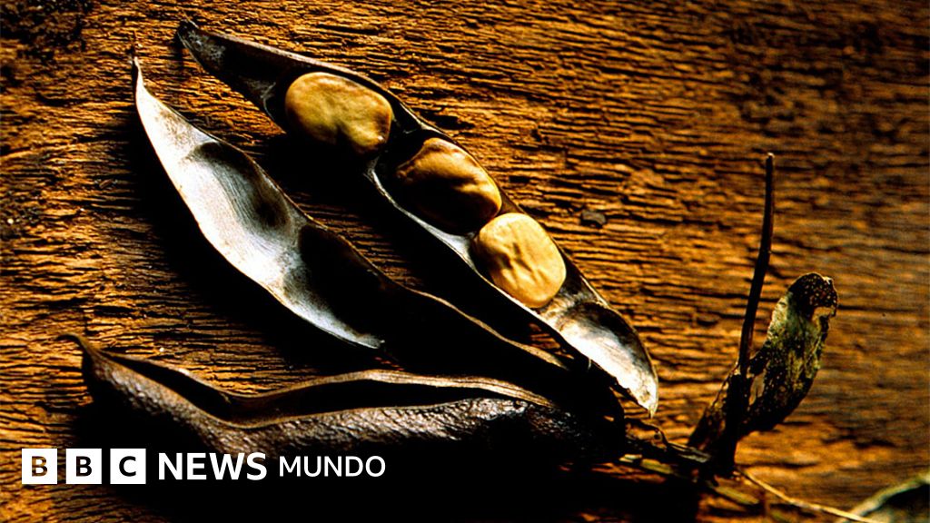 Por qué varias culturas en la antigüedad le tenían pavor a las habas ...