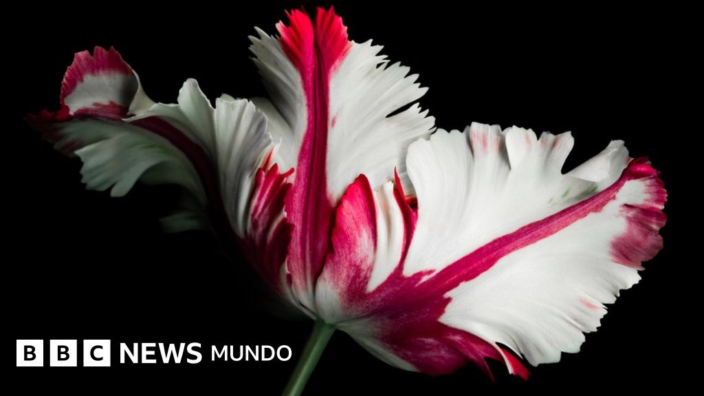 ¿Fue la crisis de los tulipanes realmente la primera burbuja financiera ...