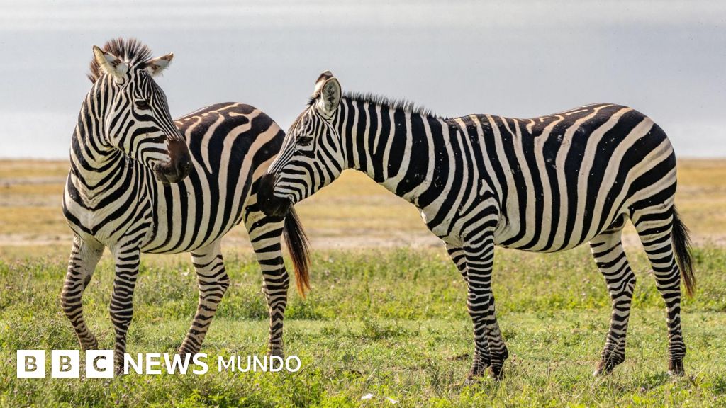 Por qué las cebras, los pandas y otros animales son blancos y negros ...