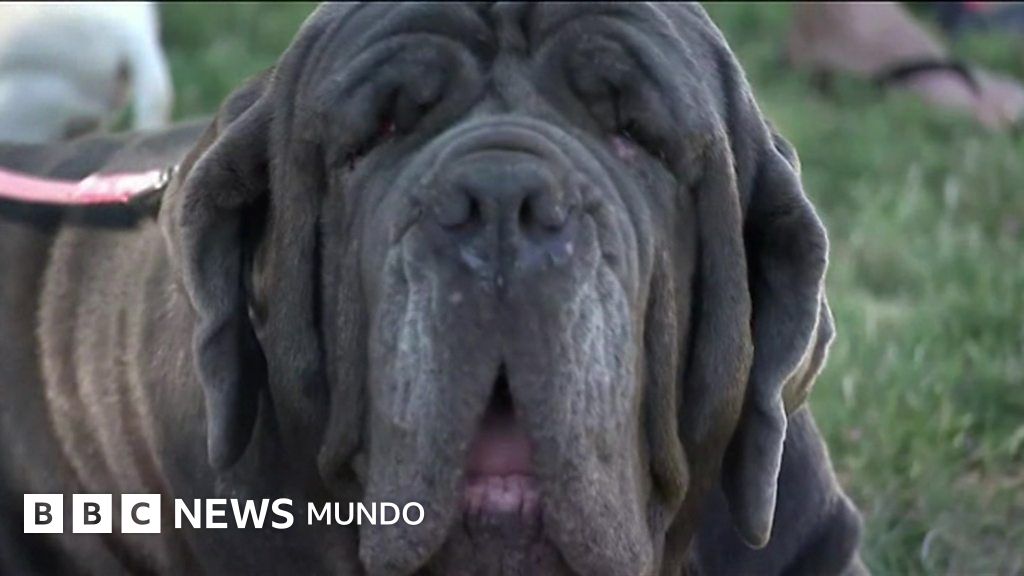 Aprende inglés: El concurso del "perro más feo del mundo" - BBC News Mundo