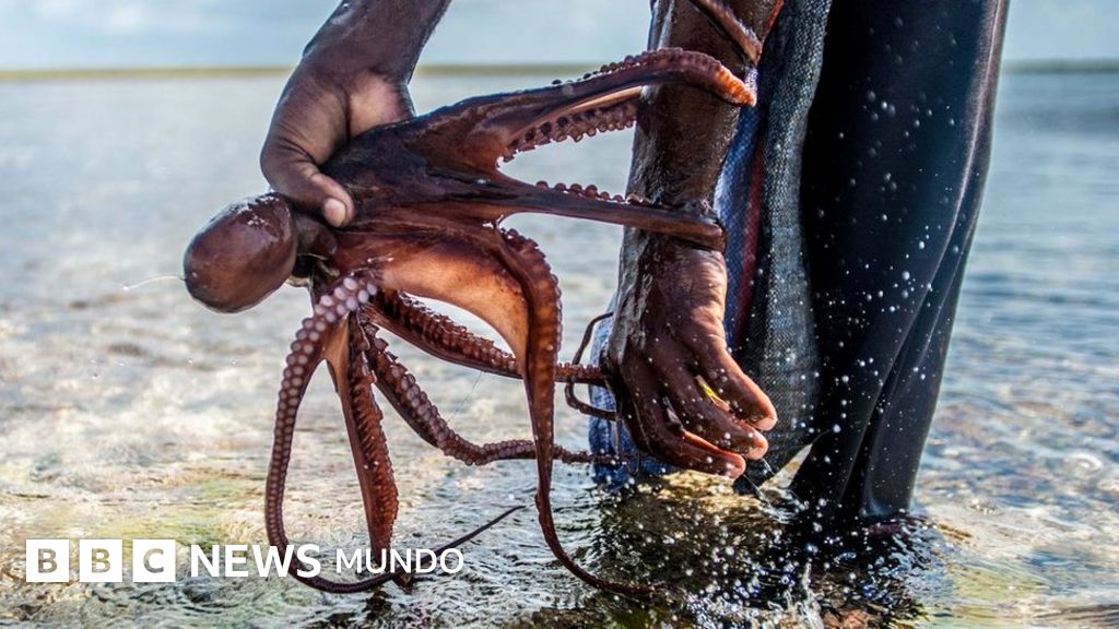 Las hermosas fotos de los cazadores de pulpos de Zanzíbar - BBC News Mundo