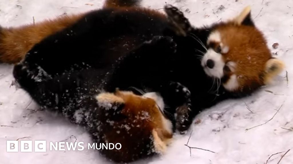 La inusual aparición en la nieve de dos cachorros de panda rojo en un ...
