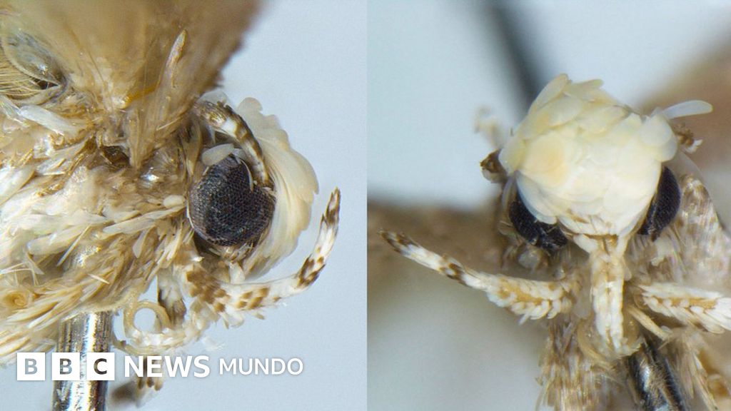 "Neopalpa donaldtrumpi", la primera nueva especie descubierta que lleva ...