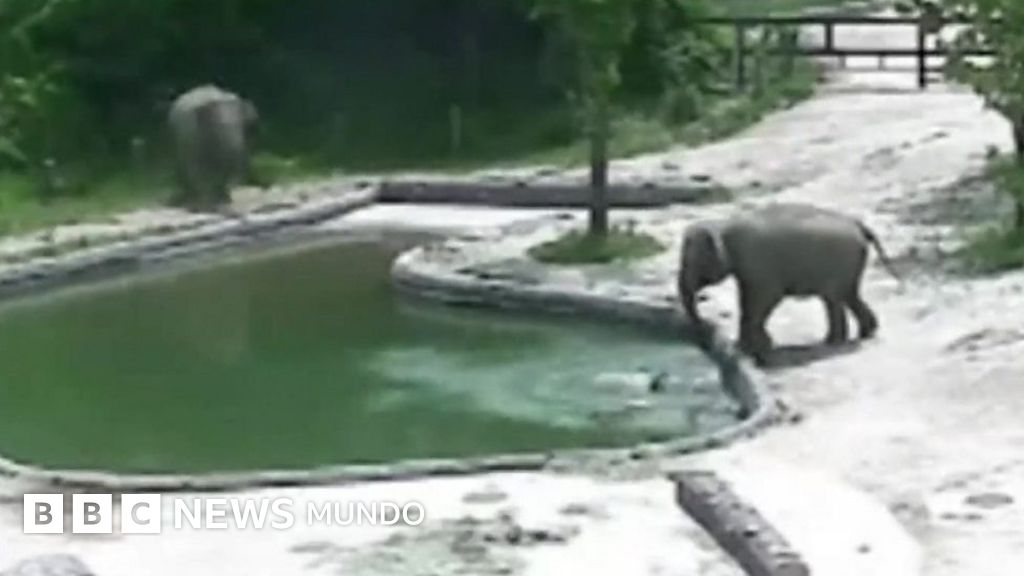 El emocionante rescate de un elefante bebé que pudo salir del agua gracias a su madre y a su tía ...