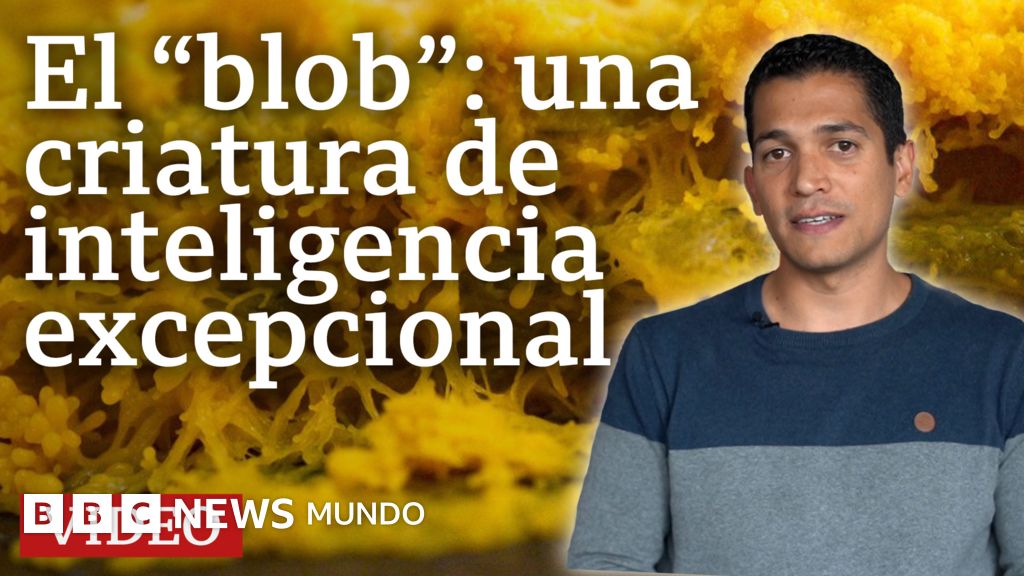 El "blob", la extraordinaria criatura que cuestiona si somos la especie más inteligente - BBC ...