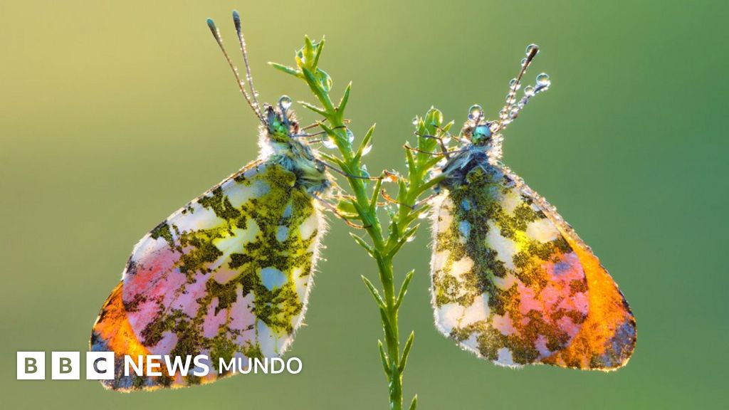 La increíble belleza de los insectos iluminados por los amaneceres y ...
