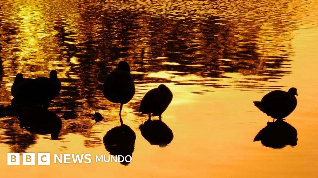 Tus fotos: la luminosidad que imprime el color dorado a nuestro ...