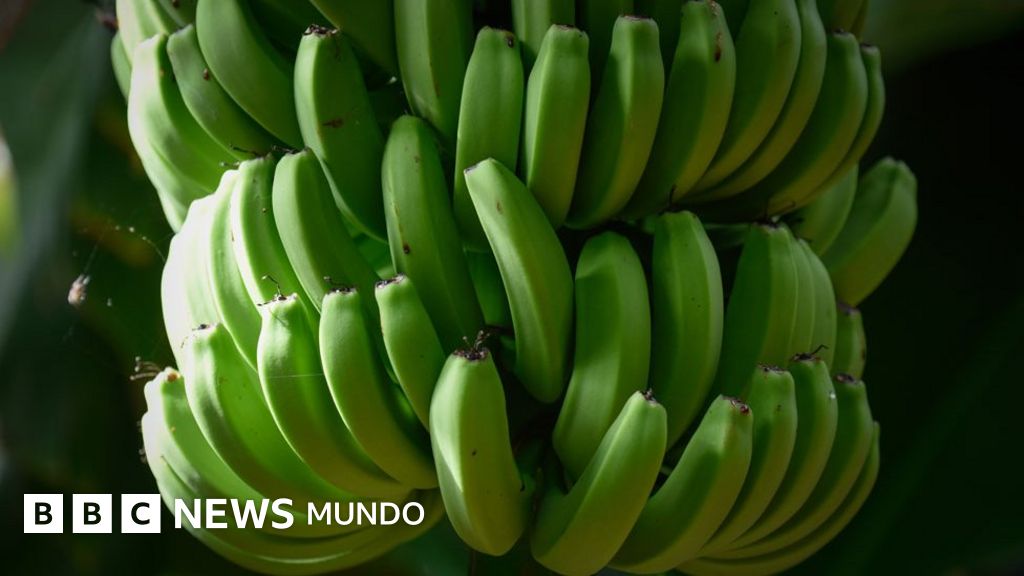 Cómo el furor por las bananas centroamericanas y la carne argentina ...