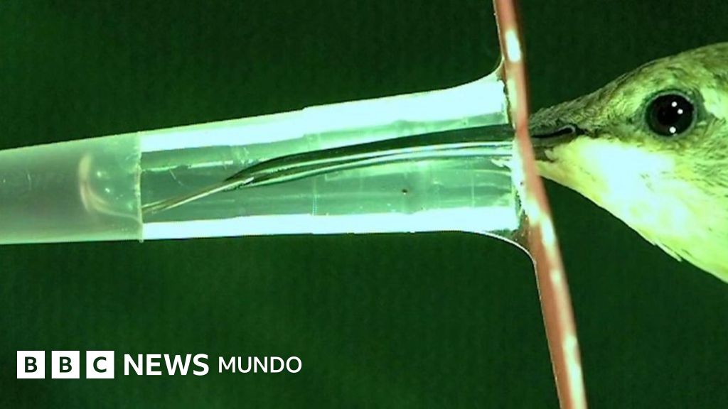 Así funciona la increíble lengua de los colibríes - BBC News Mundo