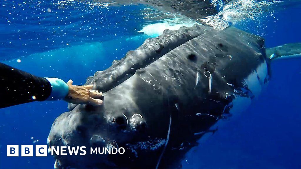 El increíble momento en que una ballena jorobada "protege" a una ...