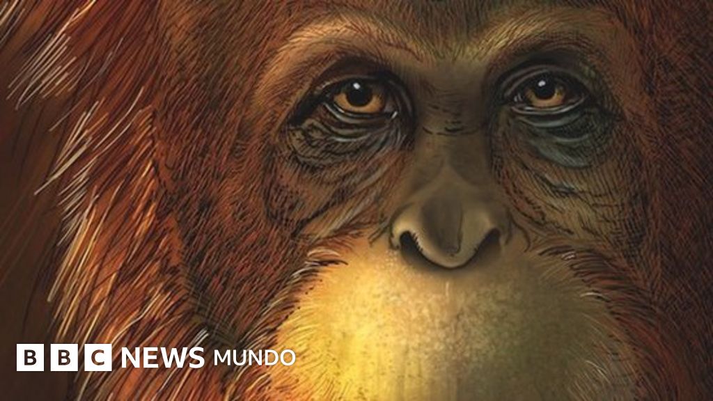 Gigantopiteco: los secretos del mayor simio que jamás haya existido ...