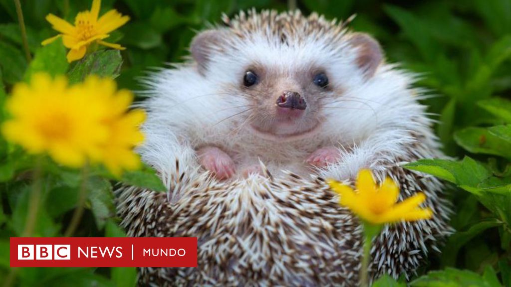 Los Personajes Del Erizo