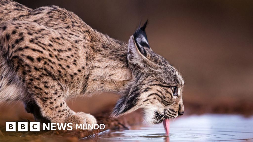 Lince ibérico, el excepcional felino que salió de la lista de especies ...