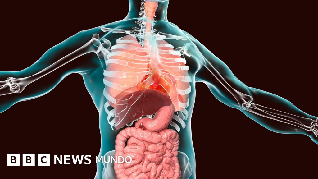 órganos De La Anatomía Del Cuerpo Humano Elementos Infográficos De