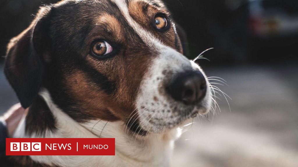 Ciencia I ¿Los animales tienen conciencia?: la nueva evidencia que ...