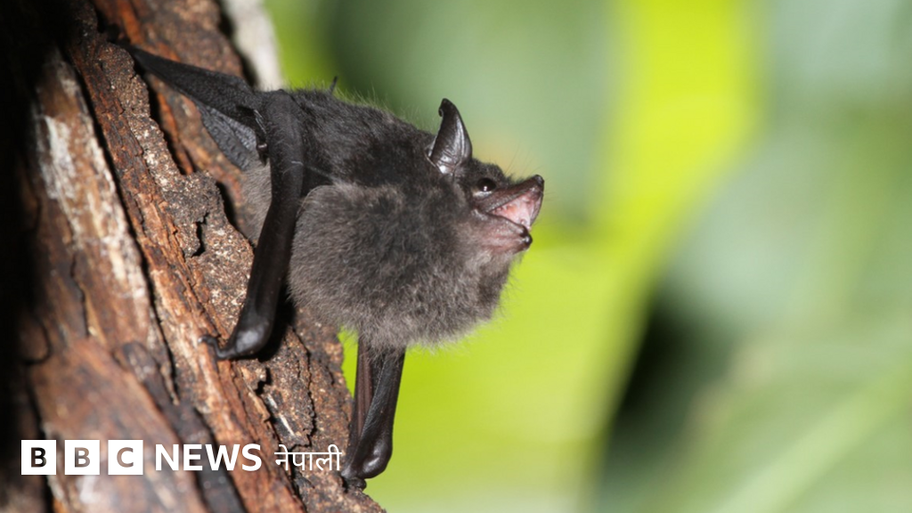 चमेराका बच्चा पनि मान्छेका बच्चाले जसरी फतफत गर्छन् - BBC News नेपाली