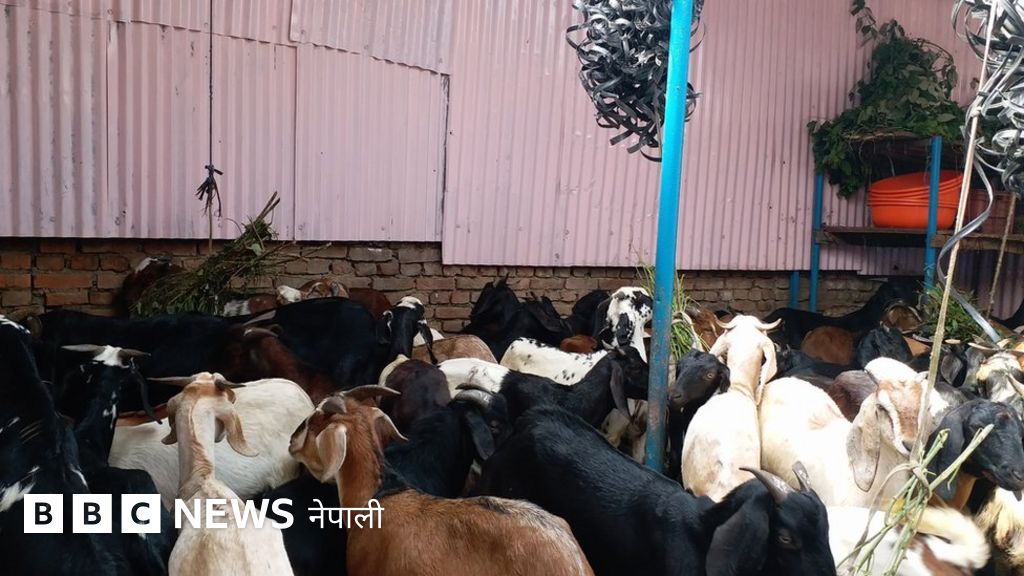 दशैँमा खसीबोका: भारतकै भर - BBC News नेपाली