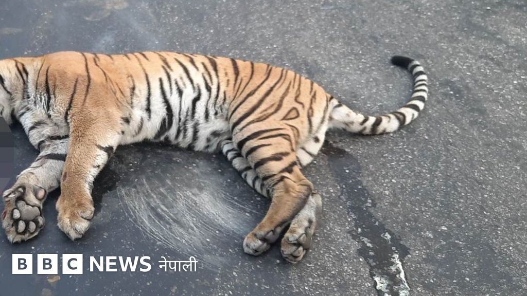 गाडीको ठक्करले बाघको मृत्यु, यसको असर किन ठूलो छ? - BBC News नेपाली