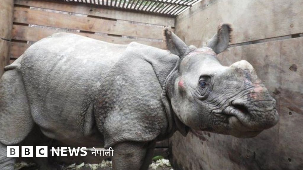दुई जोडी गैंडा चीन पठाउन अन्तिम अध्ययन - BBC News नेपाली