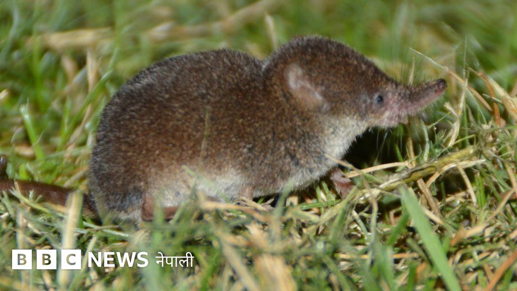 लाङ्ग्या: चीनमा फेला परेको नयाँ भाइरसबाट ३५ जना मानिस सङ्क्रमित - BBC ...