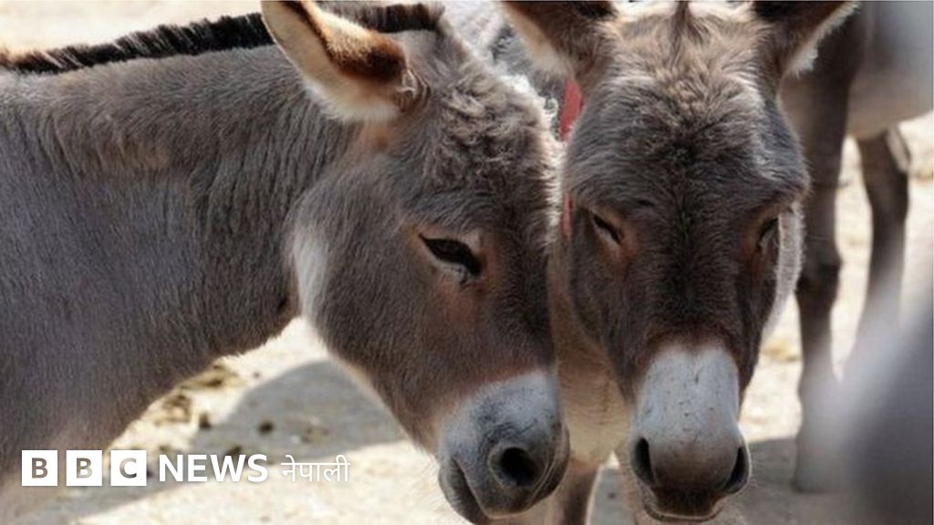 केन्या: 'व्यावसायिक प्रयोजनका लागि गधा मार्न नपाइने' नियम लागु हुने - BBC News नेपाली