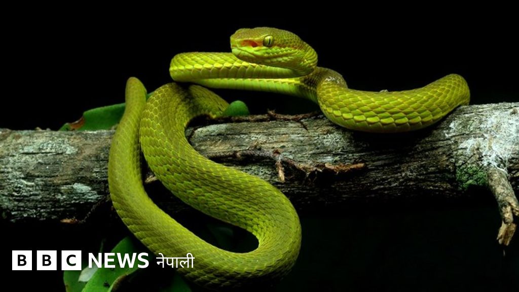 भारतमा भेटियो नयाँ सर्प, नाम जुराइयो ह्यारी पोटर उपन्यासको पात्रबाट ...