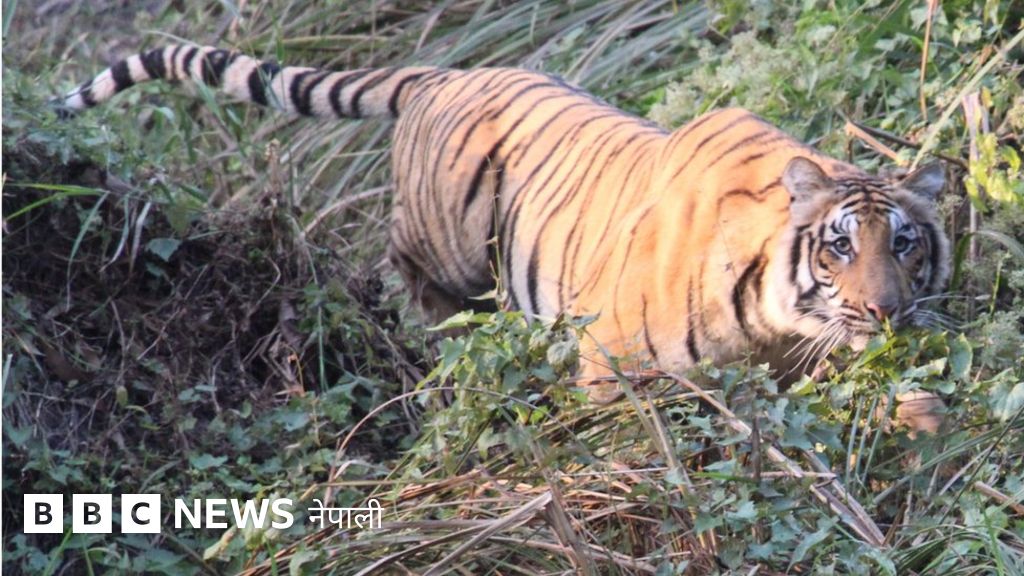 विश्व बाघ दिवस: चार वर्षमै पश्चिम नेपालमा बाघको सङ्ख्या दोबर - BBC News ...