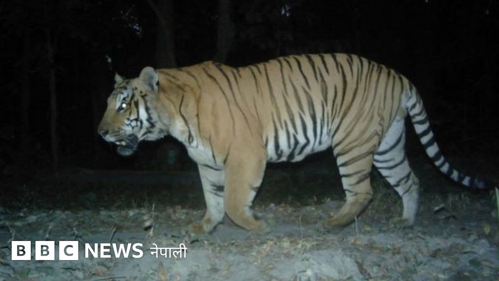 नेपालले अझै कति बाघ थेग्न सक्ला - BBC News नेपाली